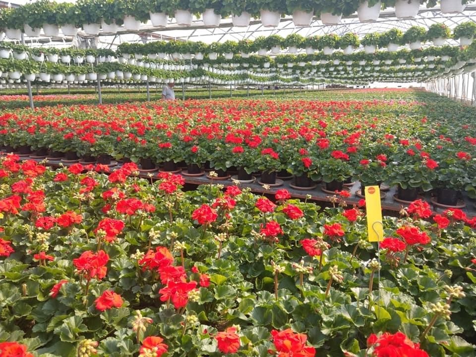 Muscate | Landisa Plant