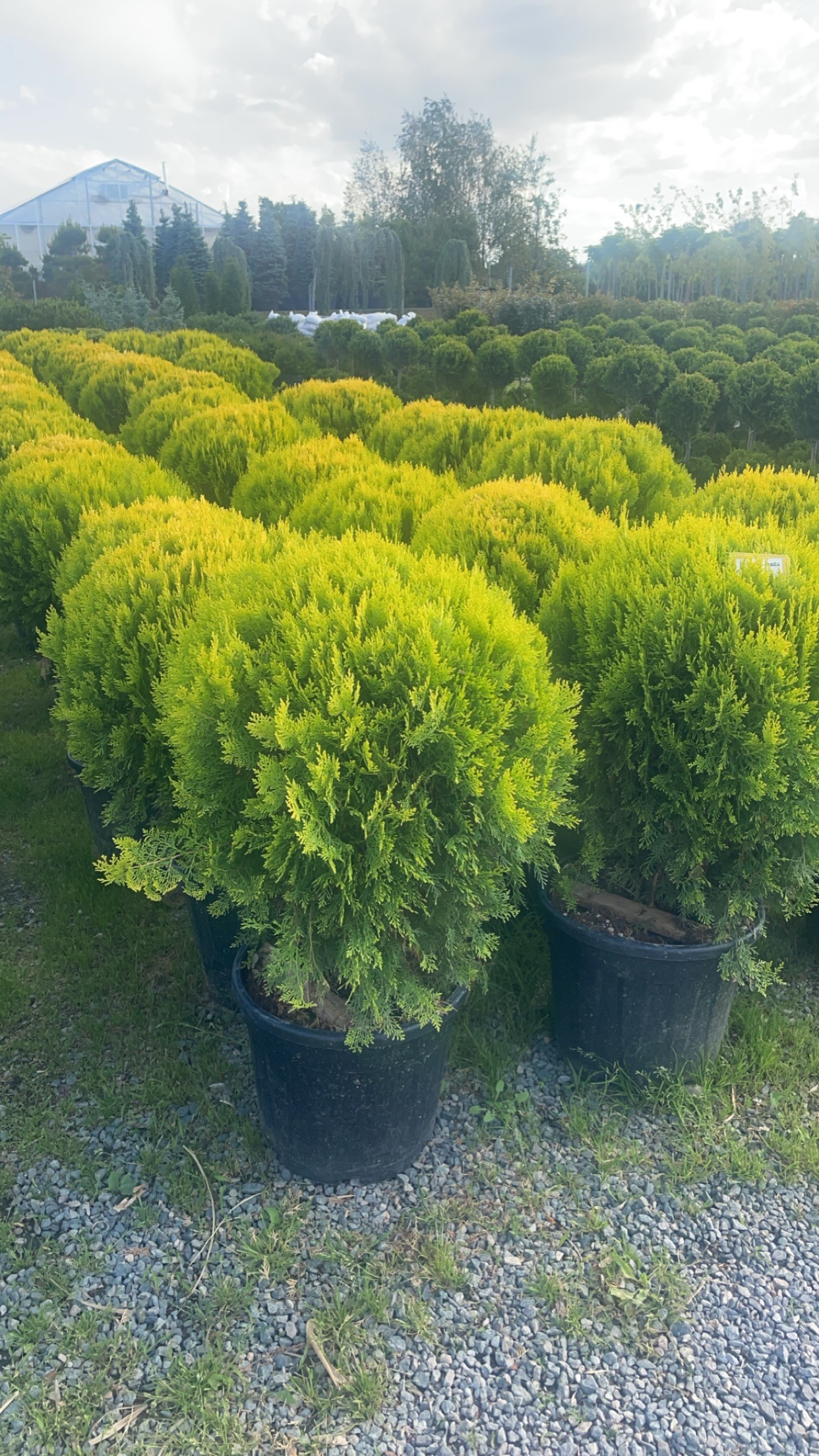 Thuja Aurea Compacta | Landisa Plant